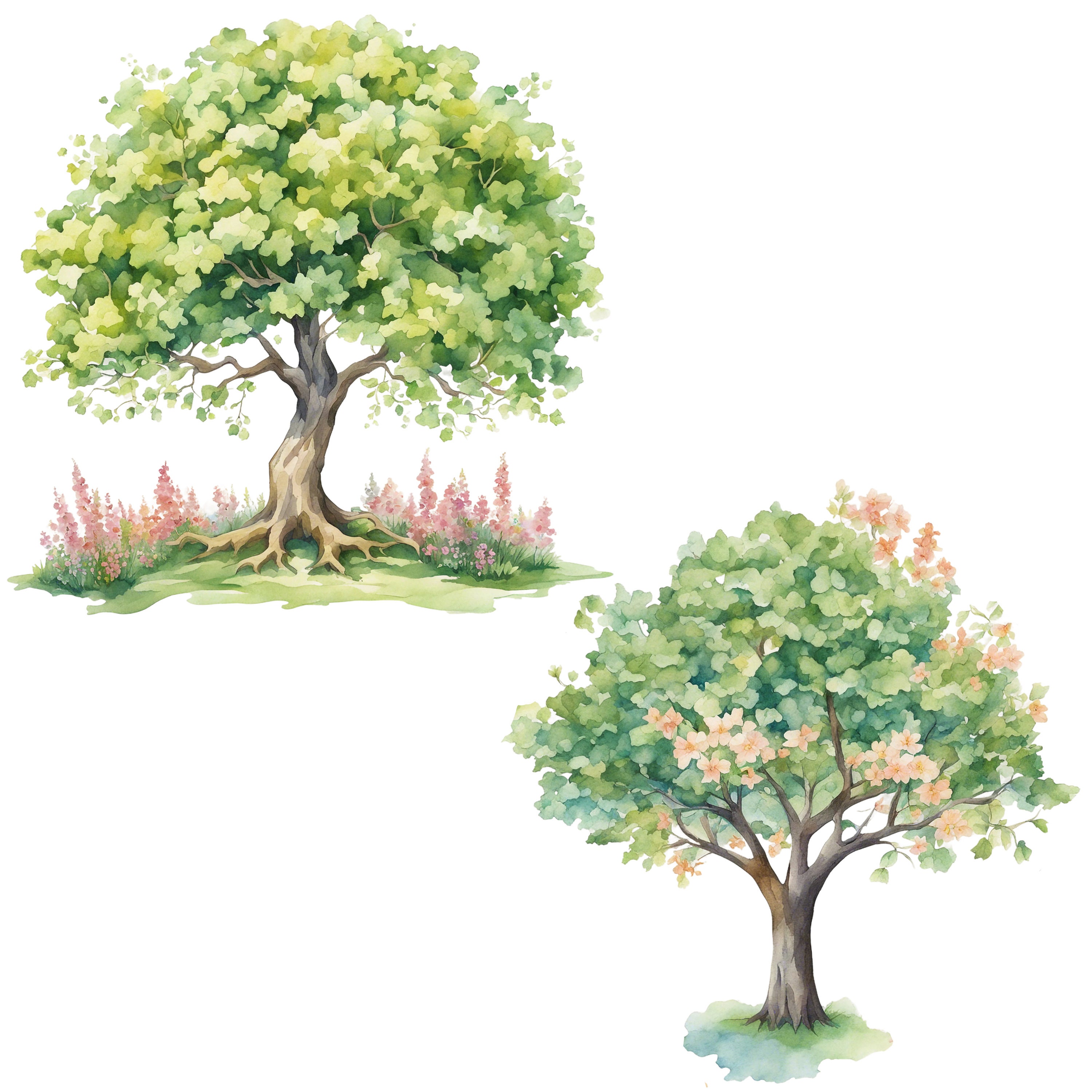 Sycamore Tree Watercolor 4 Seasons Clipart PNG Sycamore Tree ...
