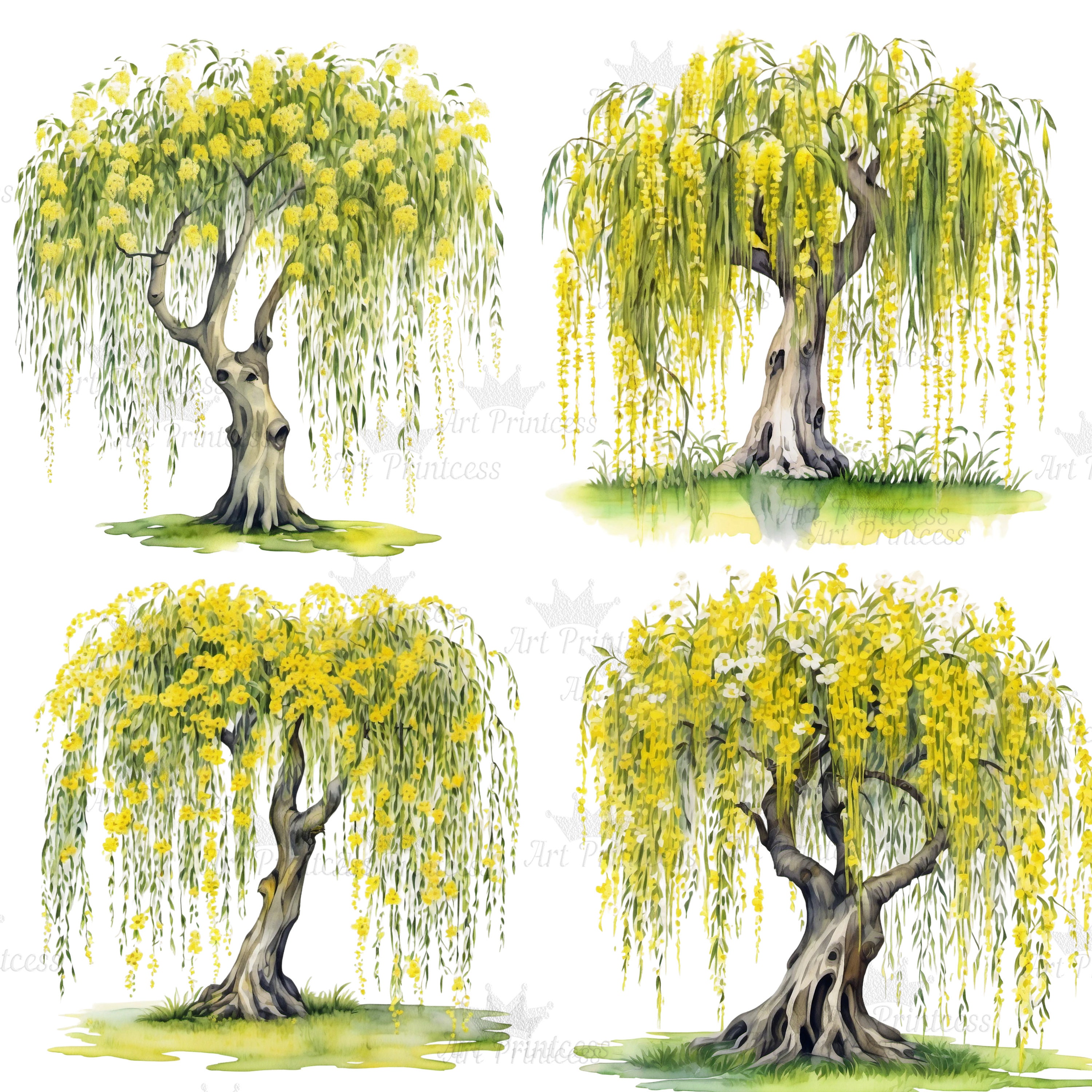 Colorful Weeping Willow Tree Clipart Bundle PNG Willow Anniversary ...
