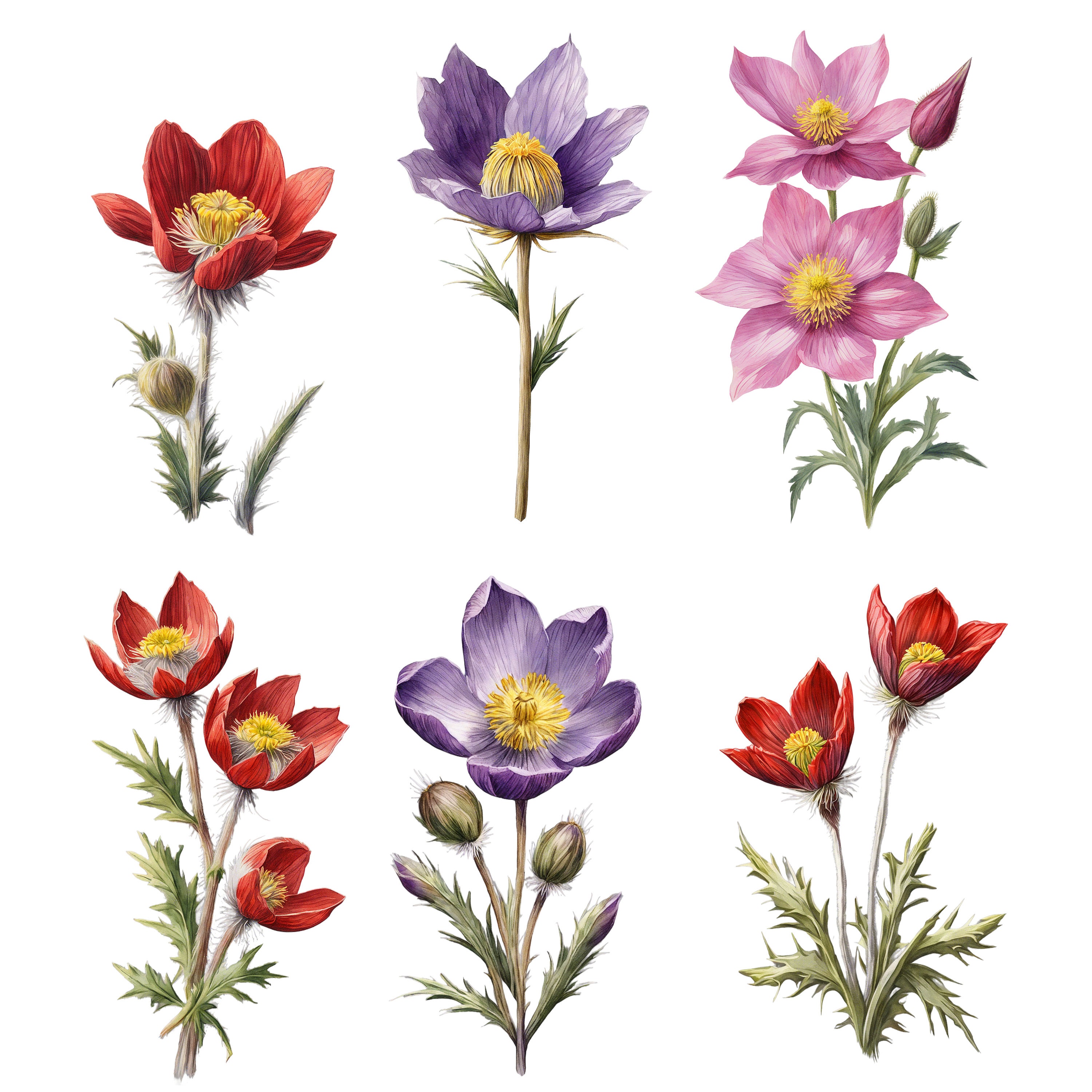 Pasqueflower Watercolor Clipart PNG Easter Flower Design Elements ...