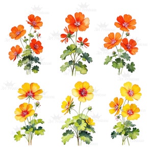 Watercolor Geranium Flower Clipart 50 PNG Red Purple White Pink ...