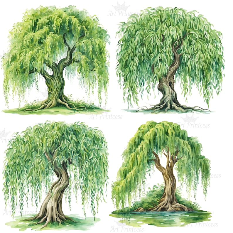 Watercolor Weeping Willow Tree Clipart PNG Willow Tree Graphics ...