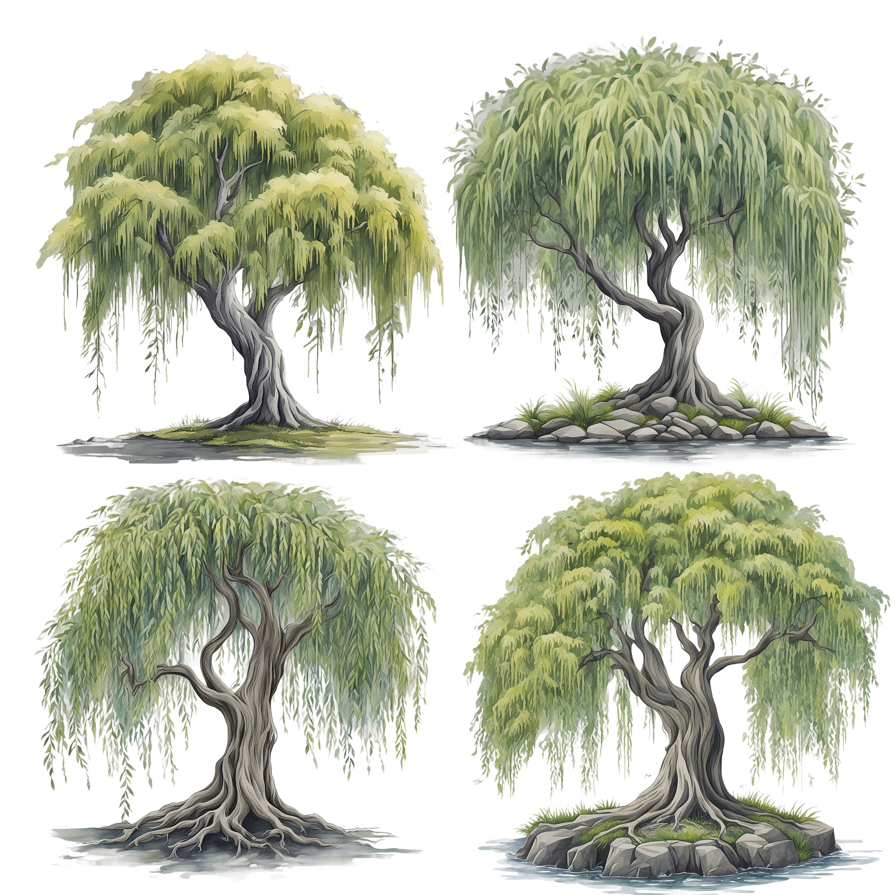 Watercolor Weeping Willow Tree Clipart PNG Willow Tree Graphics ...