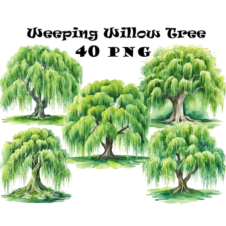 Watercolor Weeping Willow Tree Clipart PNG Willow Tree Graphics ...