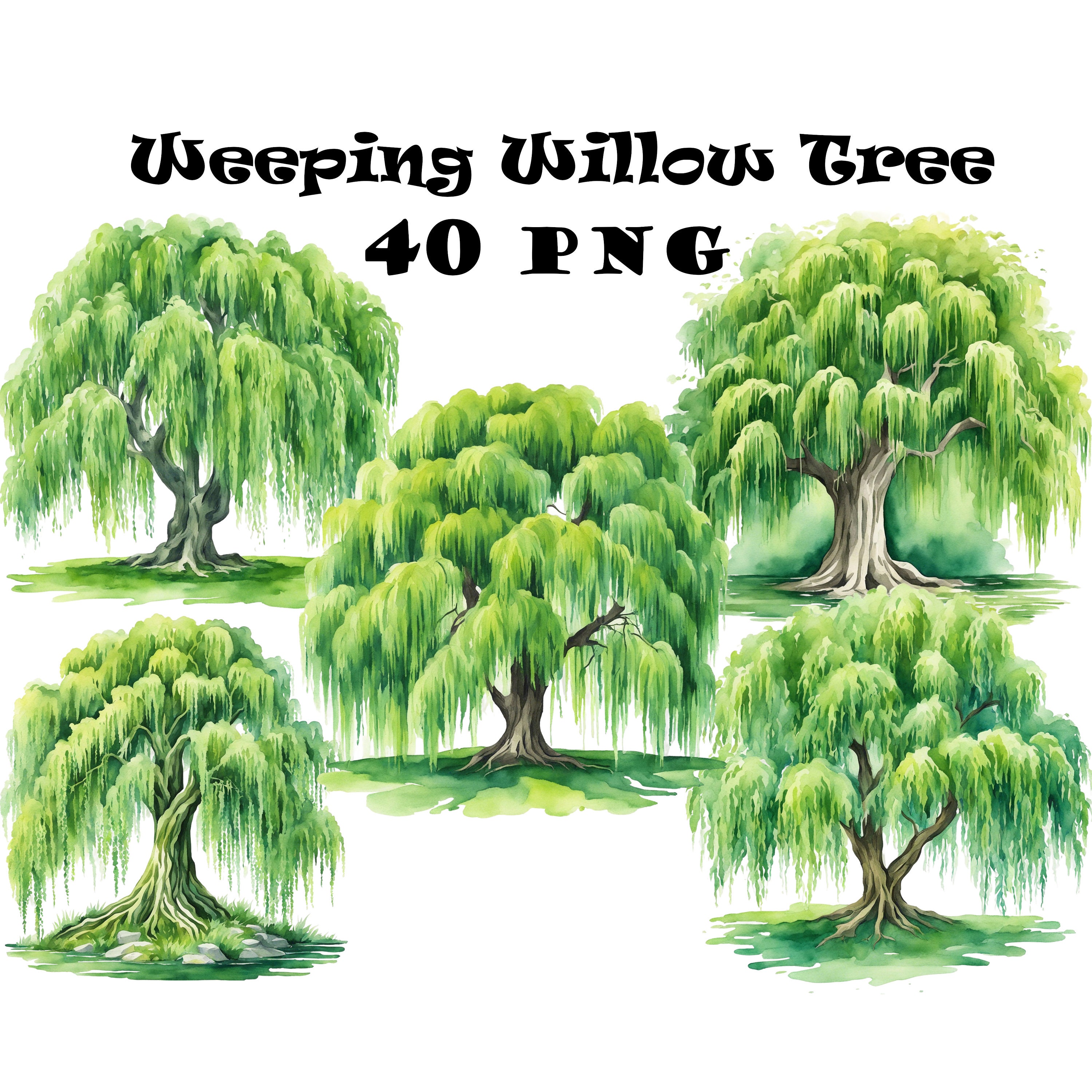 Watercolor Weeping Willow Tree Clipart PNG Willow Tree Graphics ...