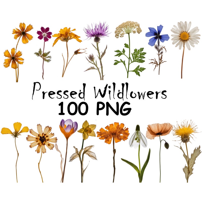Dried Wildflowers Graphic - Etsy