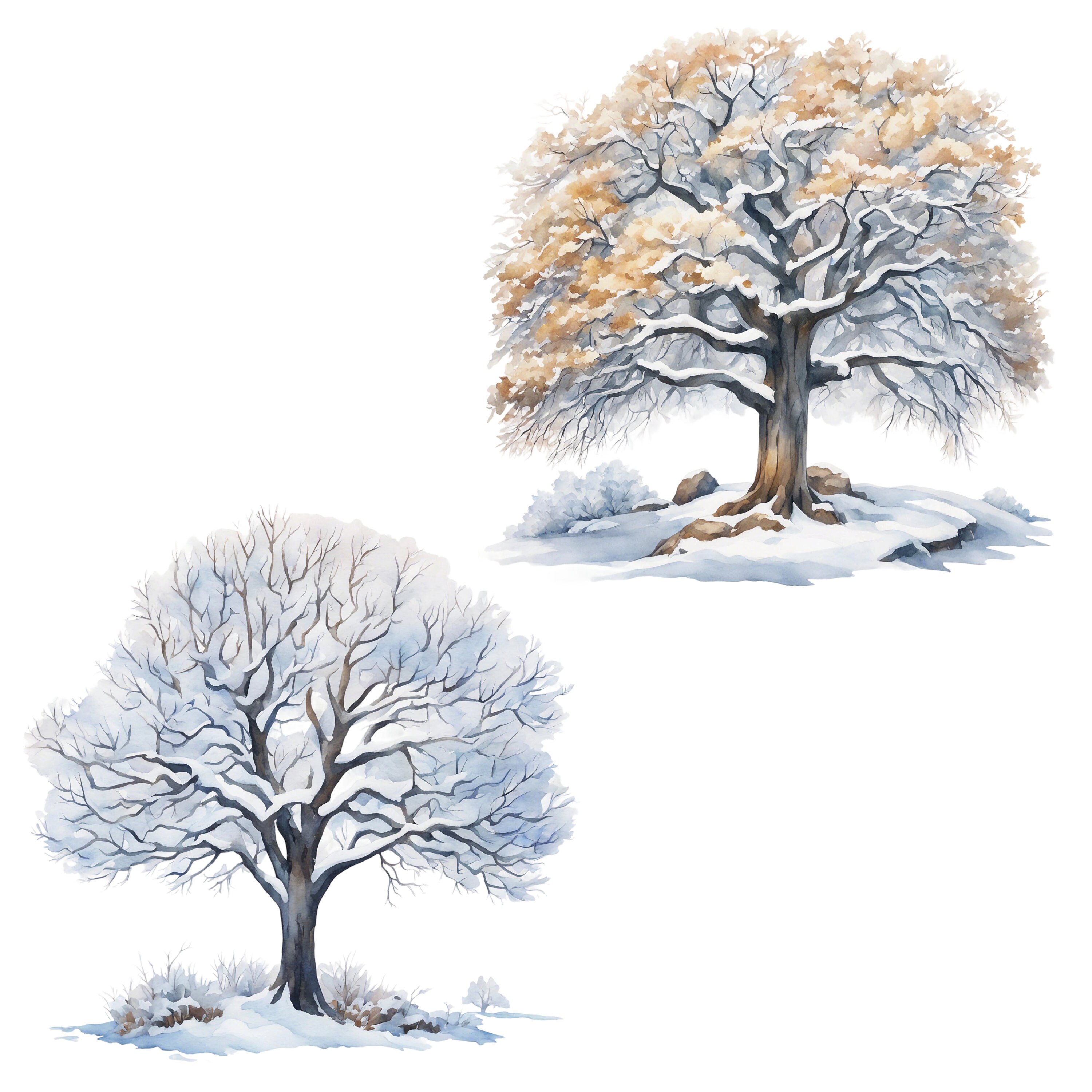 Sycamore Tree Watercolor 4 Seasons Clipart PNG Sycamore Tree ...