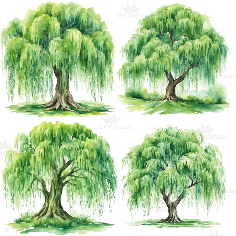 Watercolor Weeping Willow Tree Clipart PNG Willow Tree Graphics ...