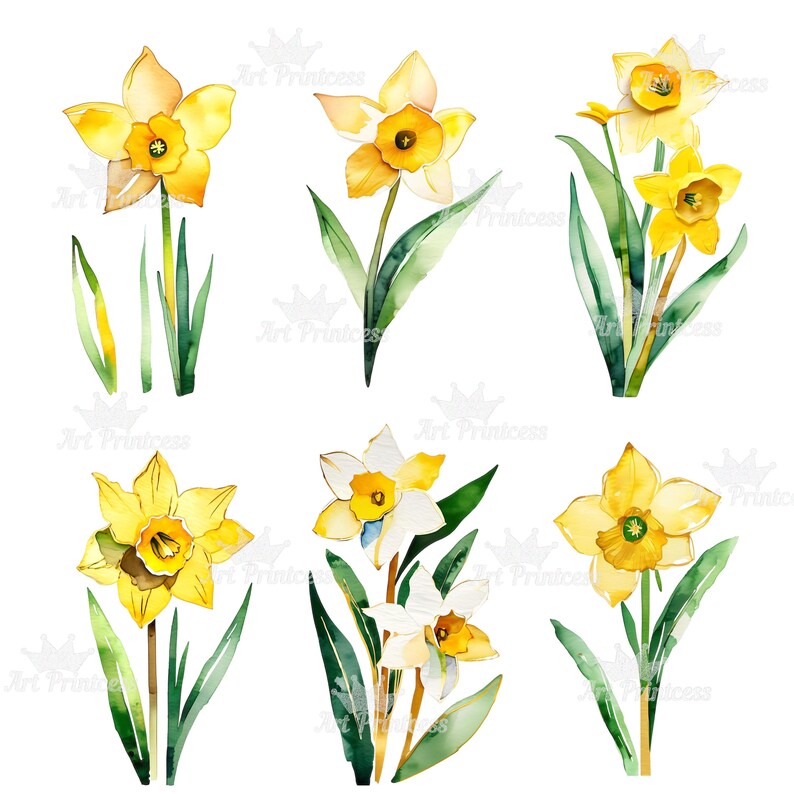 Daffodil Watercolor Clipart: Spring Floral PNG Bundle (50 Files) - Etsy