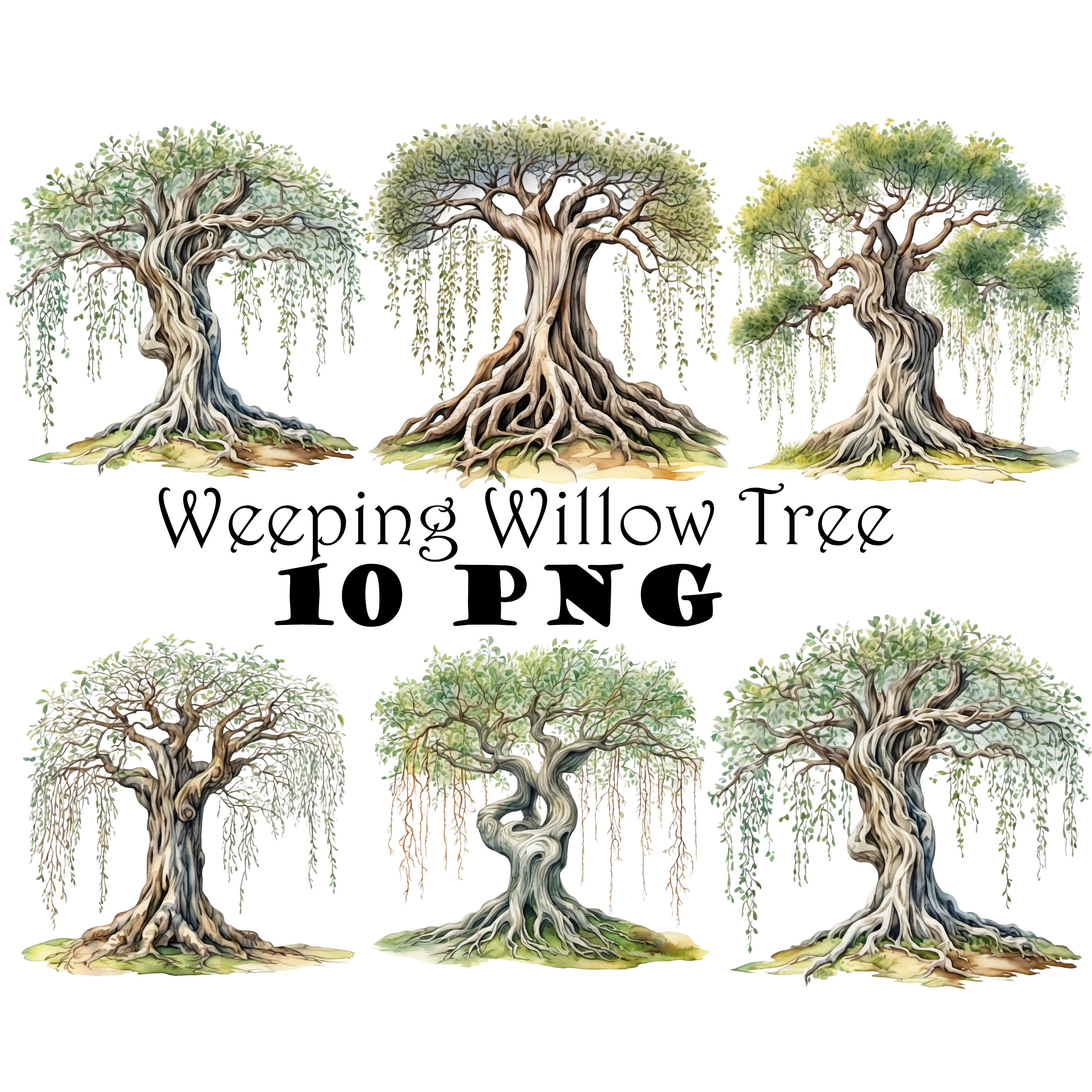 Ancient Watercolor Weeping Willow Tree Clipart PNG Willow Tree Graphics ...