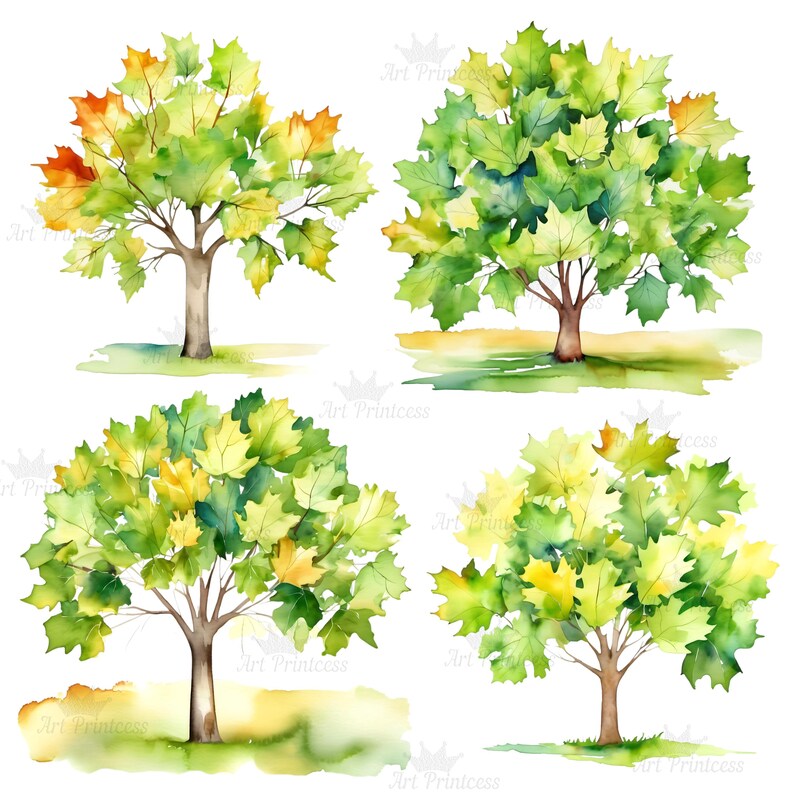 Sycamore Tree Watercolor 4 Seasons Clipart 36 PNG Sycamore Tree ...