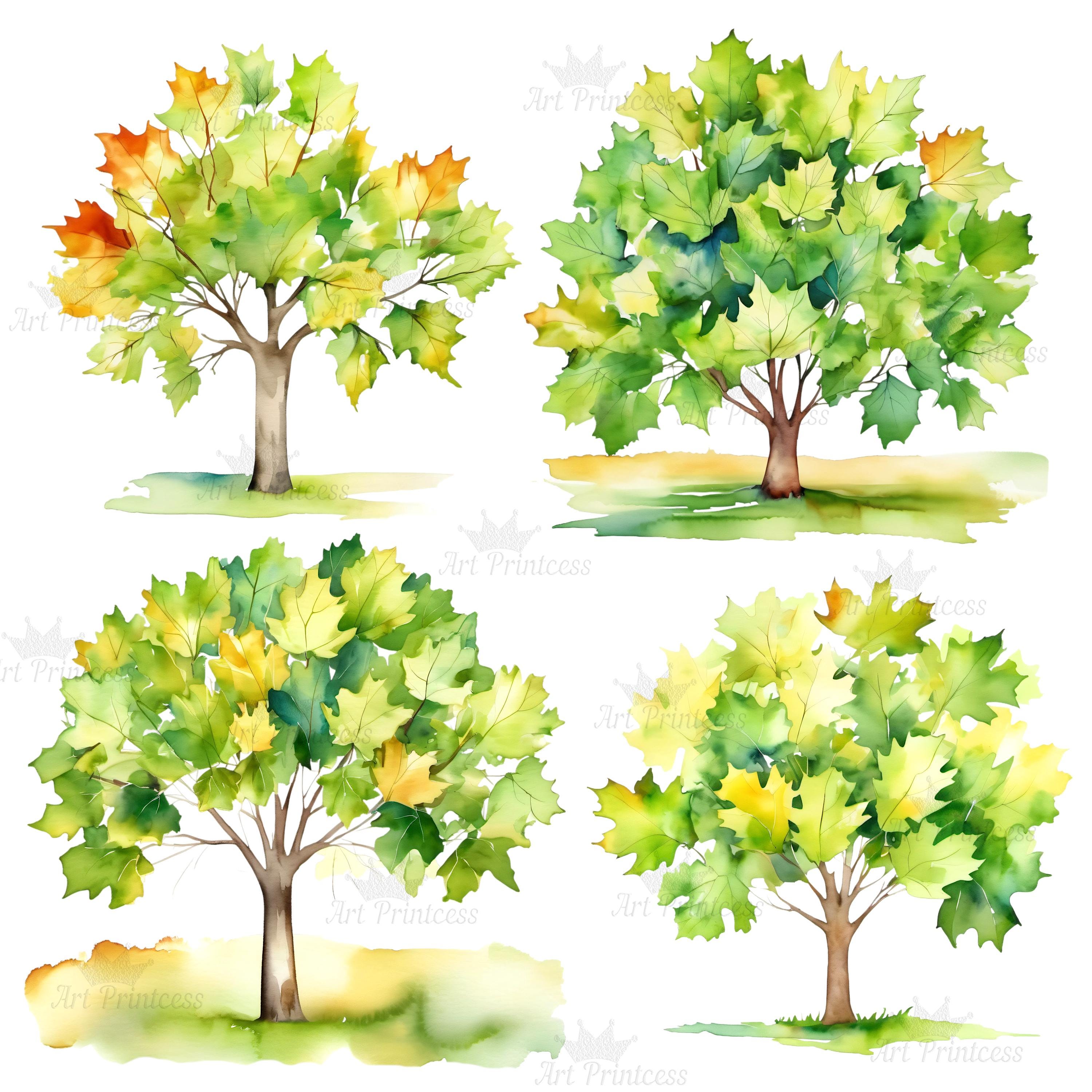 Sycamore Tree Watercolor 4 Seasons Clipart 36 PNG Sycamore Tree ...