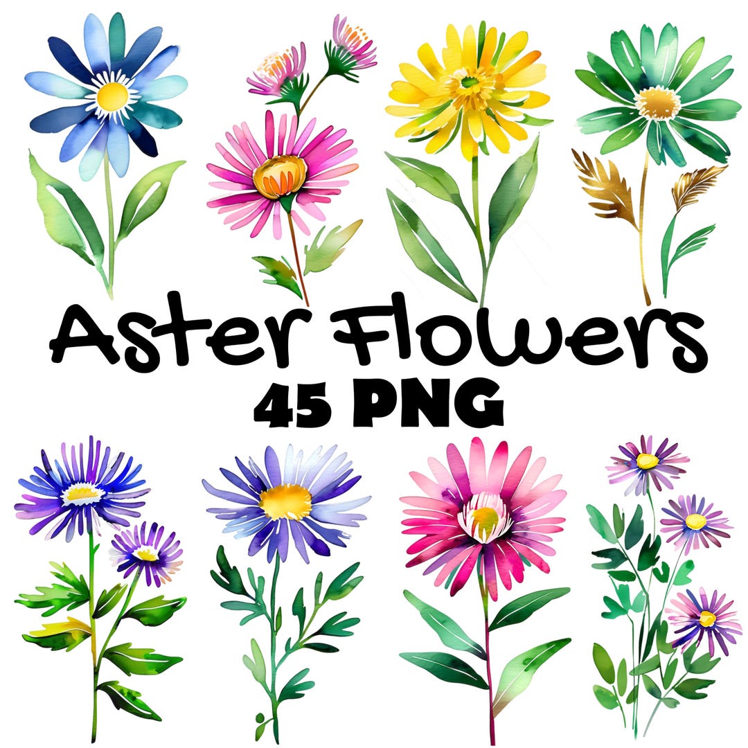 Watercolor Aster Flower Clipart Bundle: 45 PNG Floral Art (digital ...