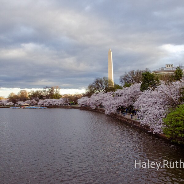 Washington Dc Cherry Blossom Poster - Etsy