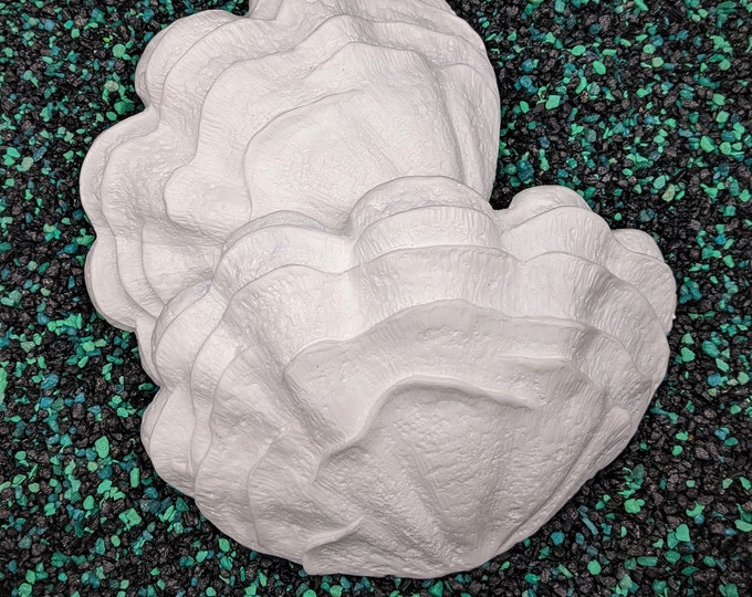 Giant Clam Shell Set - Etsy