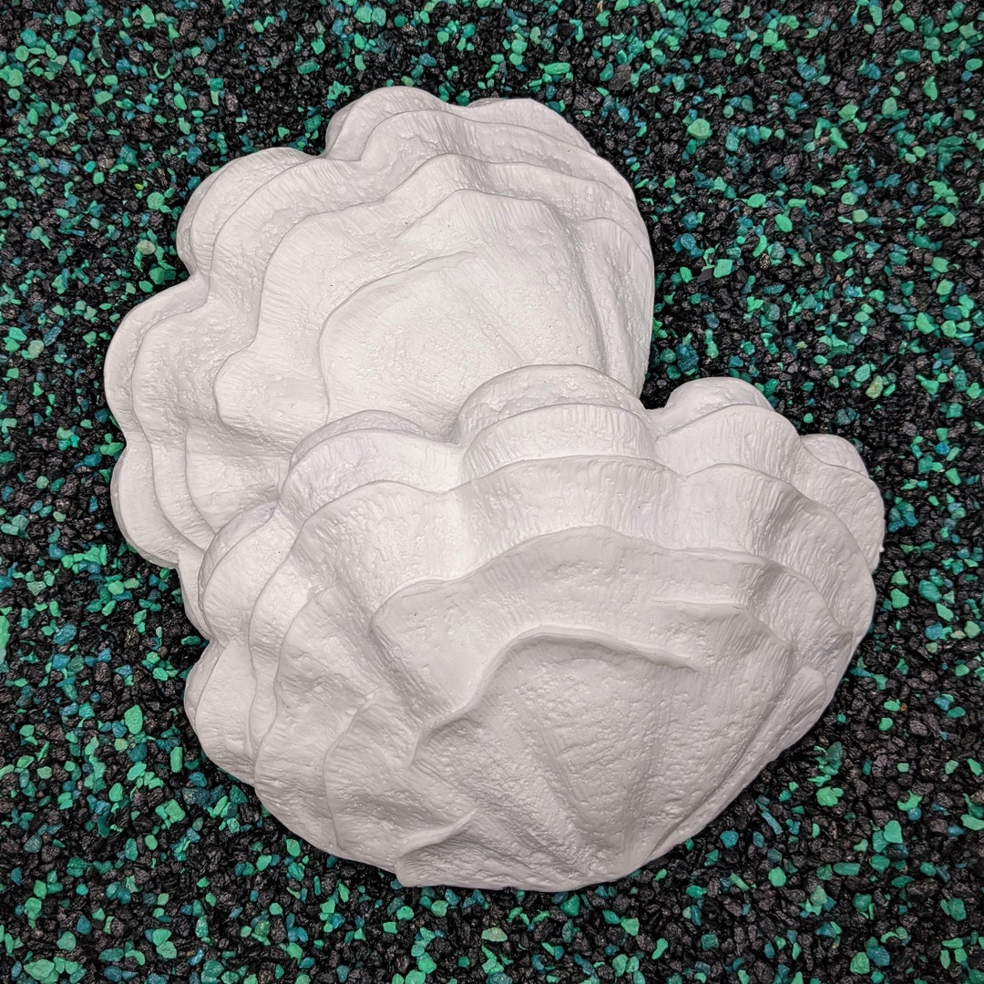 Giant Clam Shell Set - Etsy