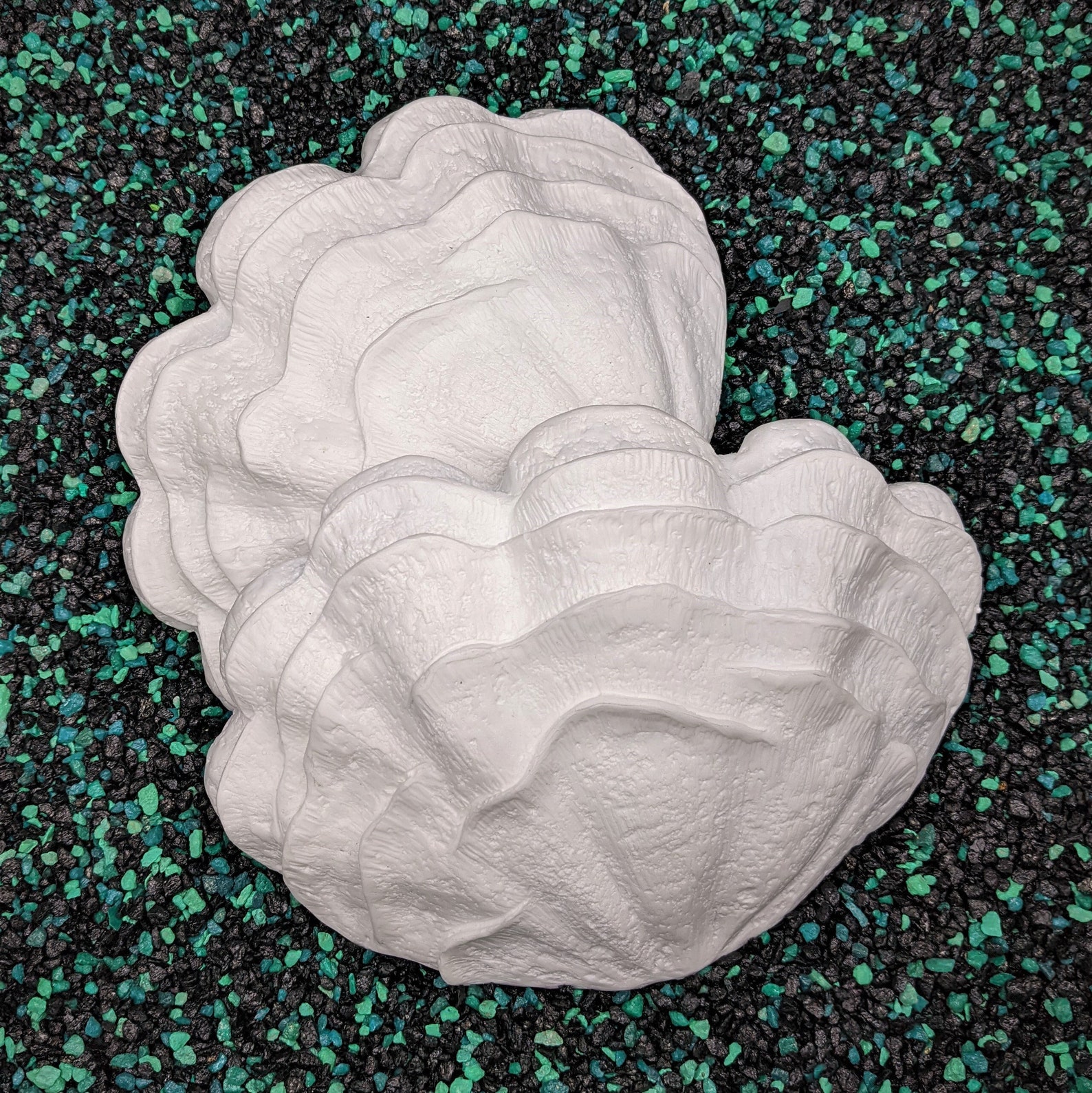 Giant Clam Shell Set - Etsy