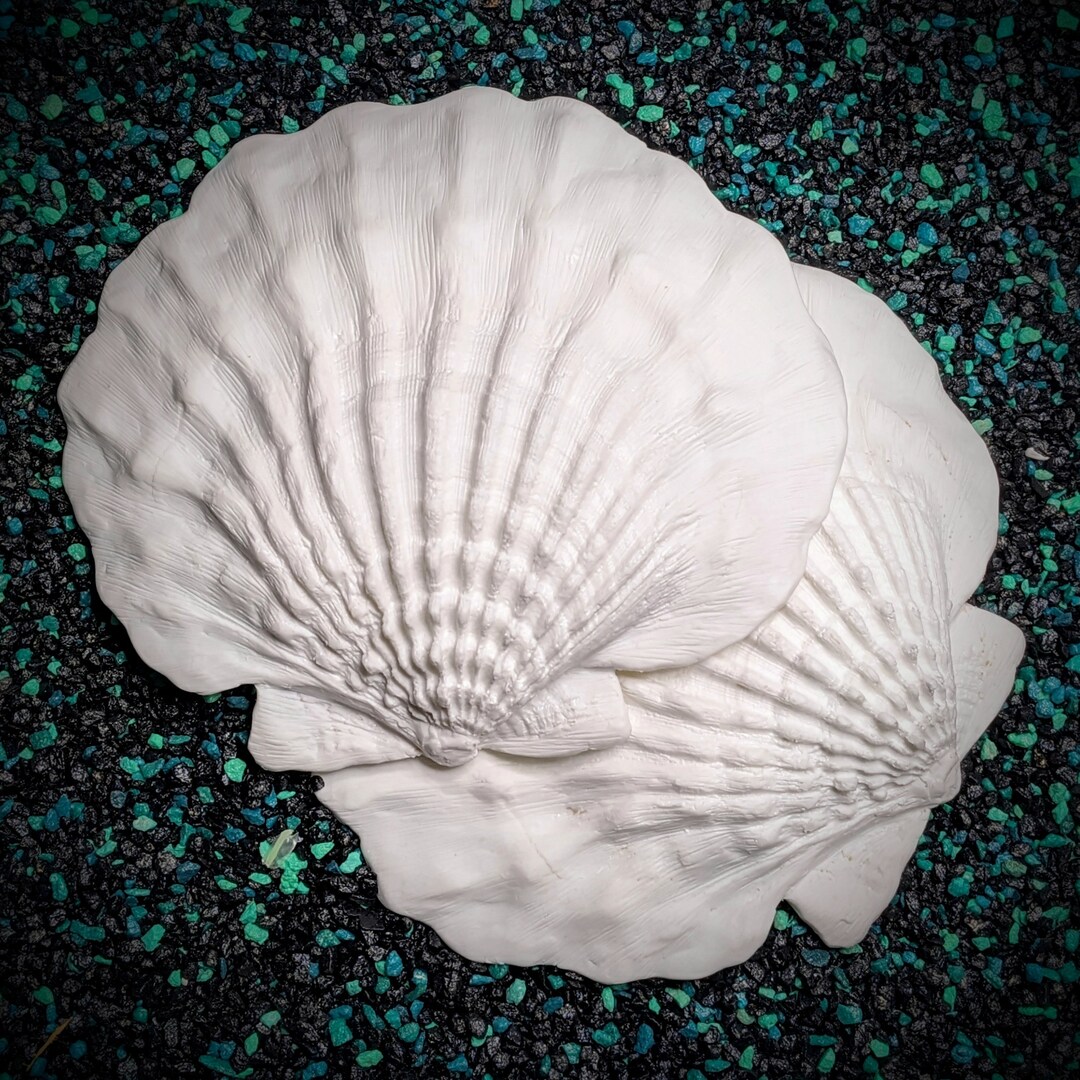 Giant Lion Paw Shell Set - Etsy