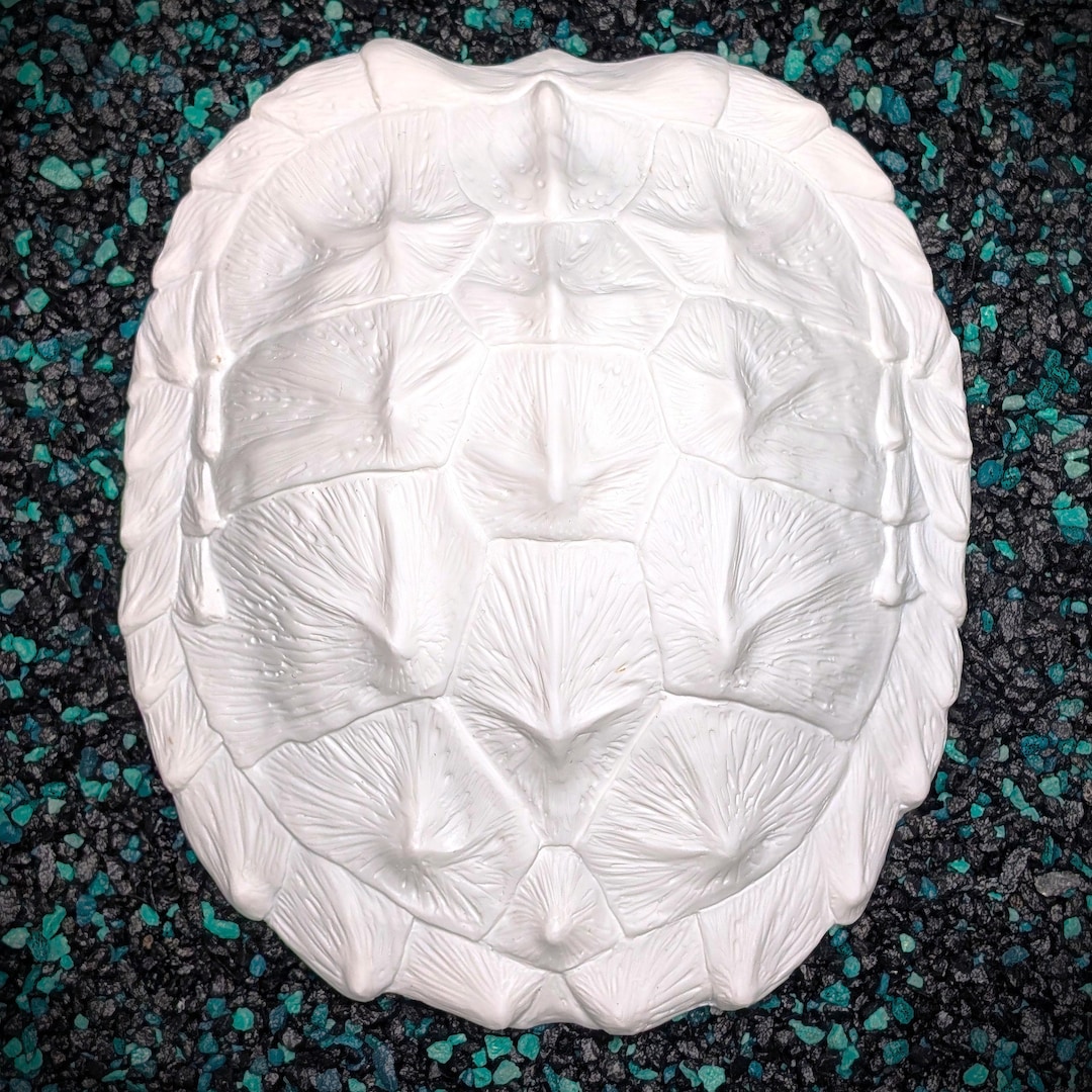 Snapping Turtle Shell - Etsy