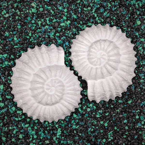 Ammonite Shell - Etsy