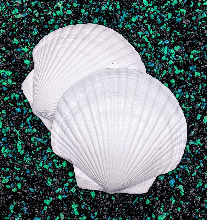 Scallop Shell Set - Etsy