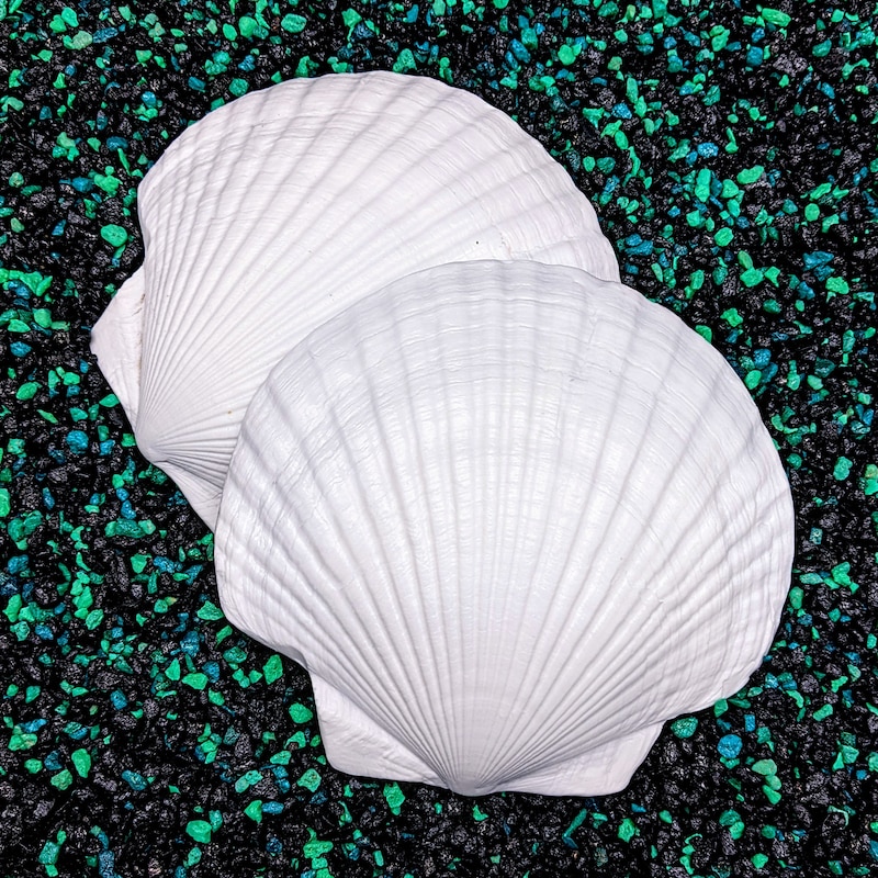 Shell Crown - Etsy