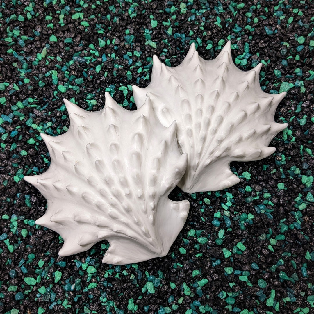 Spiny Jewel Box Shell Set - Etsy