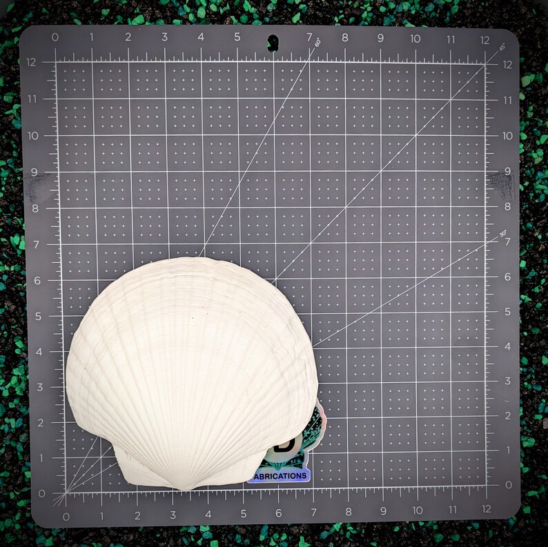 Scallop Shell Set - Etsy