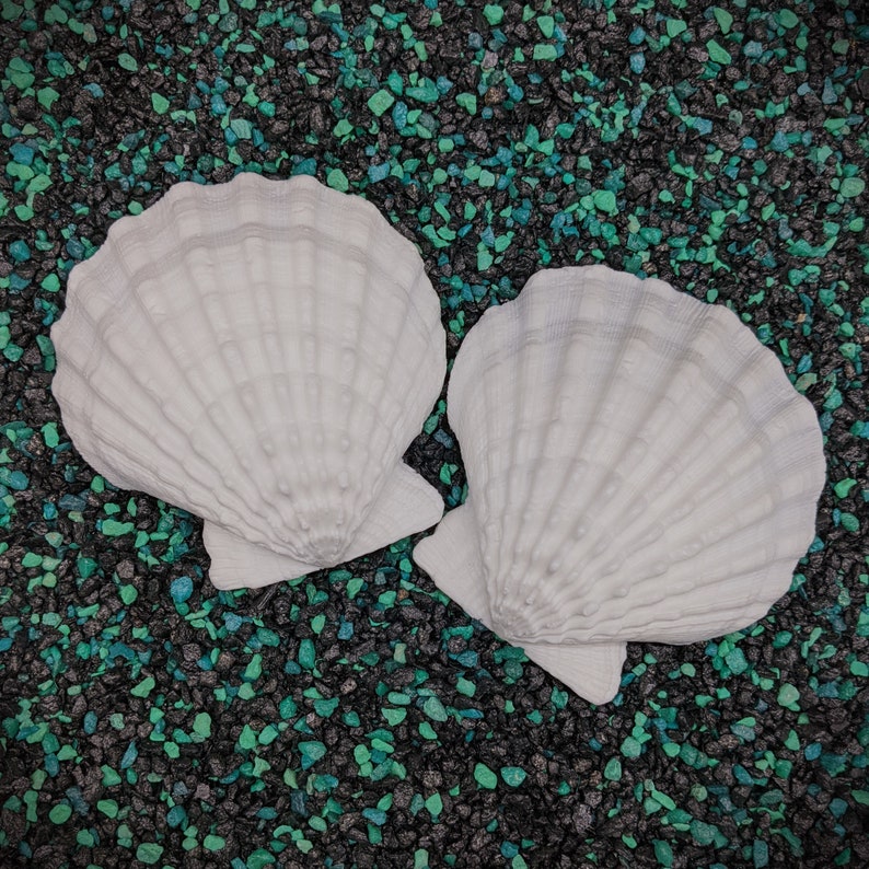 Small Lion Paw Shell Set - Etsy