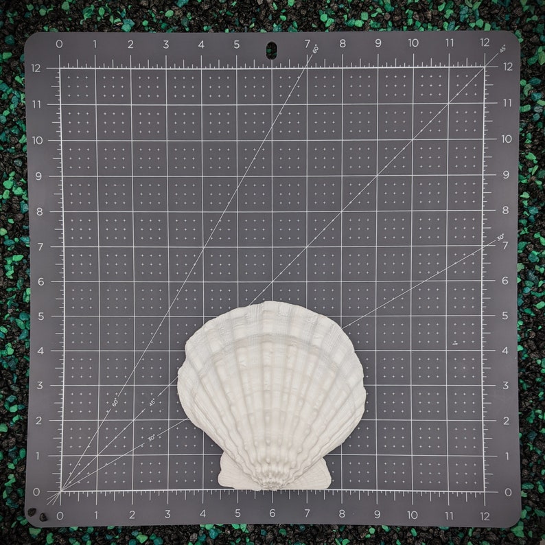 Small Lion Paw Shell Set - Etsy