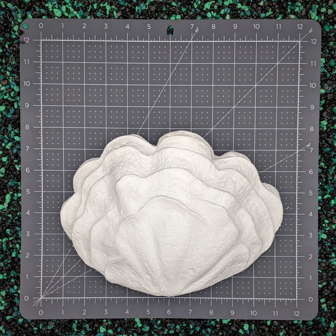 Giant Clam Shell Set - Etsy