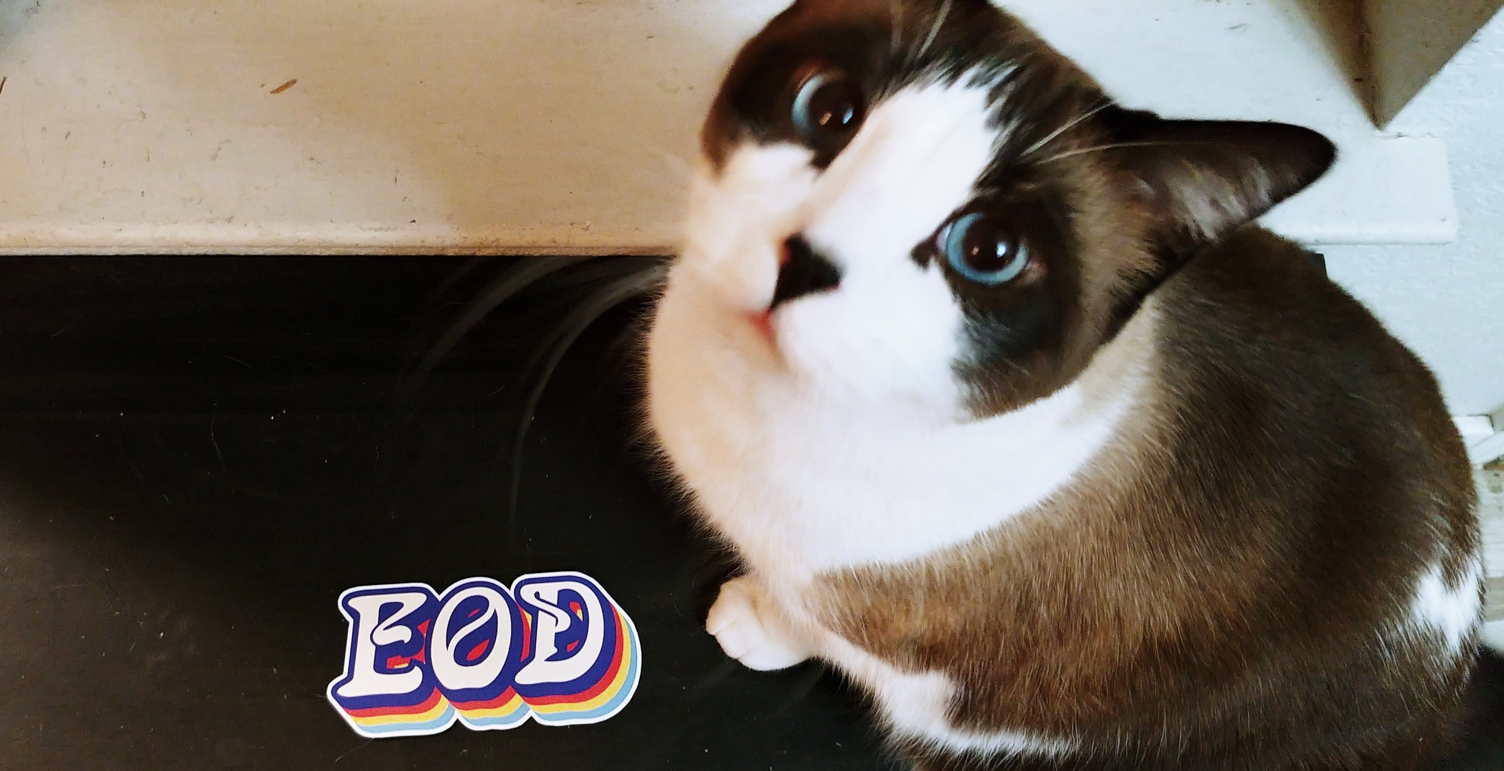 Groovy Retro EOD Sticker | Bomb Tech Life | We Love Stickers - Etsy