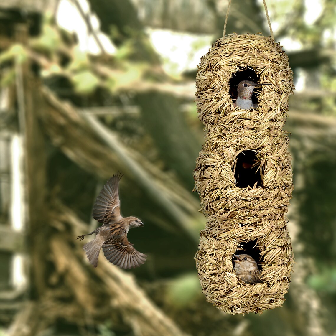Hand Woven Dry Grass Hummingbird Nest, Triple Entry Birdhouse - Etsy
