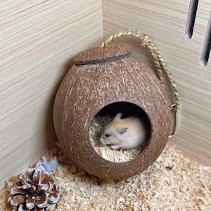 Natural Coconut Hamster House - Chew-safe Hideout - Etsy