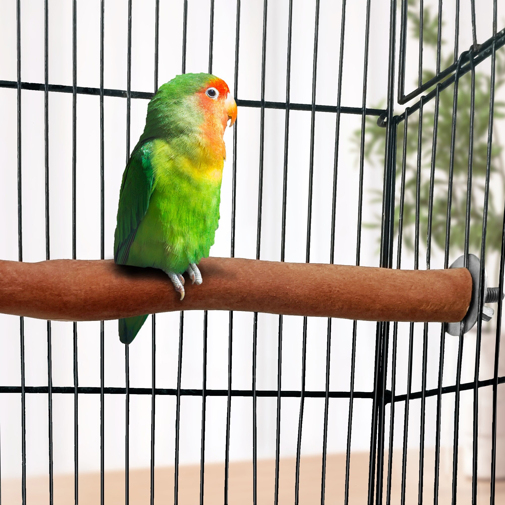 Parrot Perches, Natural Bird Perches, Single Perch, Bird Cage Perch ...