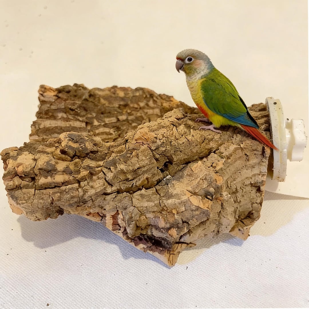 Parrot Stand | Bird Flat Perch | Promote Foot Health Spiritual ...