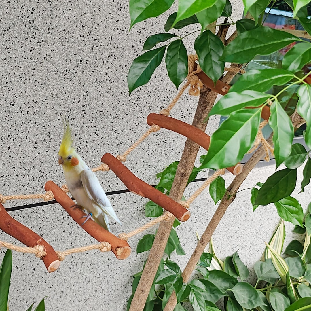 Natural Bird Ladder, Bird Rope Ladder, Bird Ladder Bridge, Climbing Toy ...