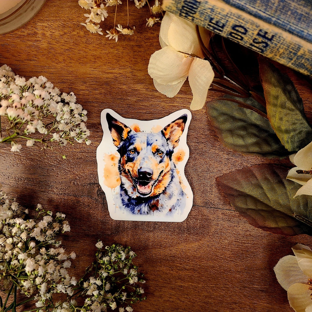 Australian Cattle Dog, Blue Heeler, Red Heeler, Queensland Heeler, Fur ...