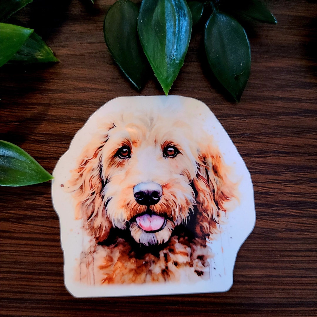 Golden Labradoodle Dog, Goldendoodle, White Labradoodle, Fur Baby, Lab ...