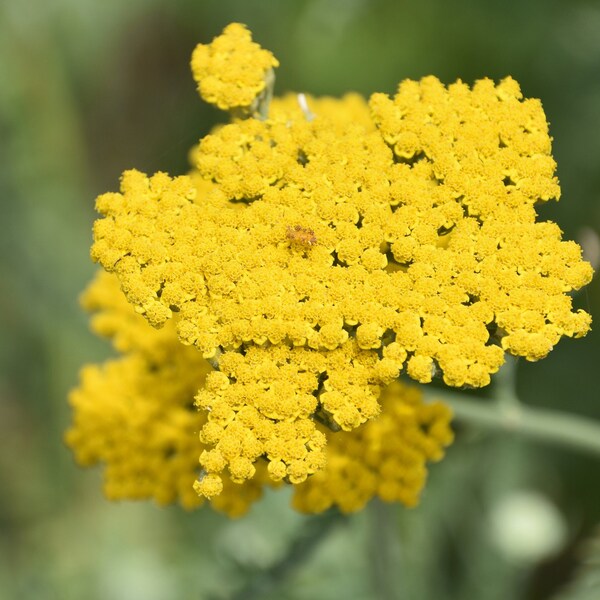 Golden Yarrow - Etsy