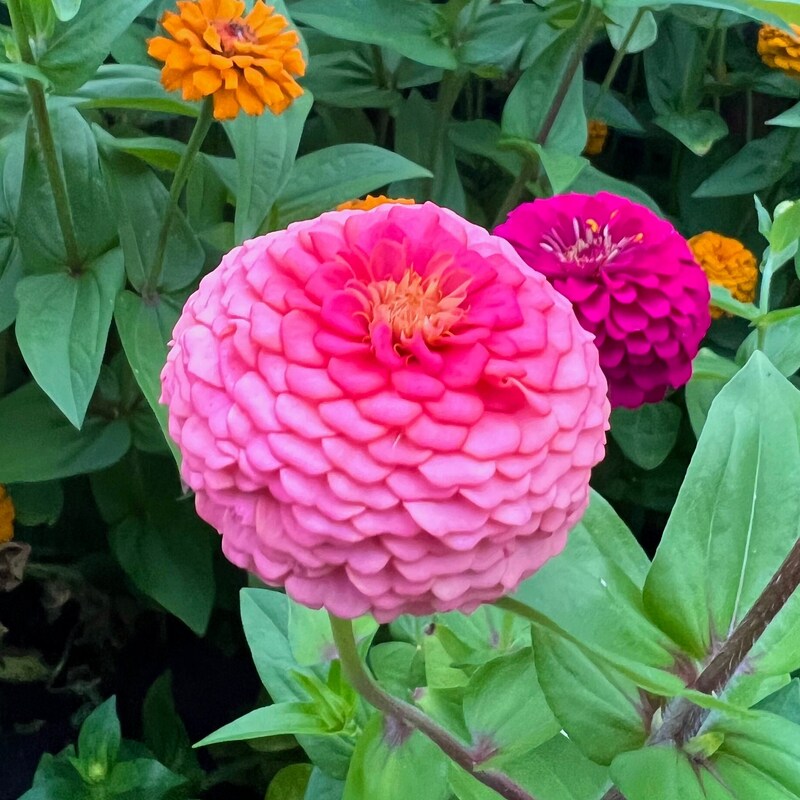 Rare Zinnia Seeds - Etsy