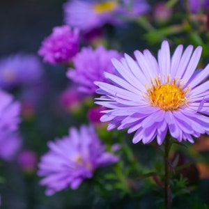 Aster, New England Aster Flower Seeds- Easy to Grow - Bee Pollinator ...