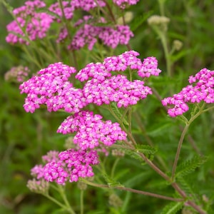 Pink Red Yarrow Seeds Mix Pollinator Flower Seeds - Achillea ...
