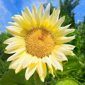 Flower Seeds - Pale Yellow Sunflower Seeds - Open Pollinated - Non GMO ...