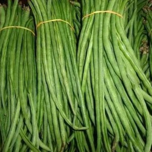 Chinese Yard Long Bean Seeds: Heirloom Asparagus Bean, Non GMO - Etsy