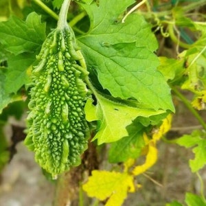 India Bitter Melon Seeds: Non-gmo Kakarakaya Vegetable Seeds - Etsy