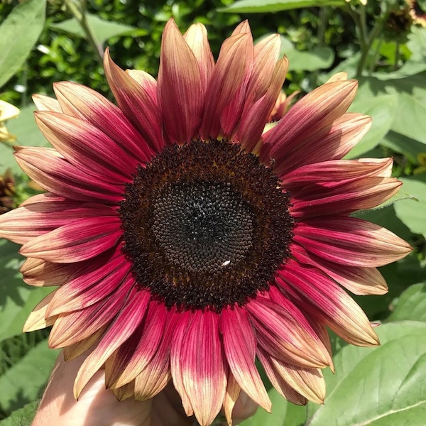 Pink Sunflower Seeds - Etsy