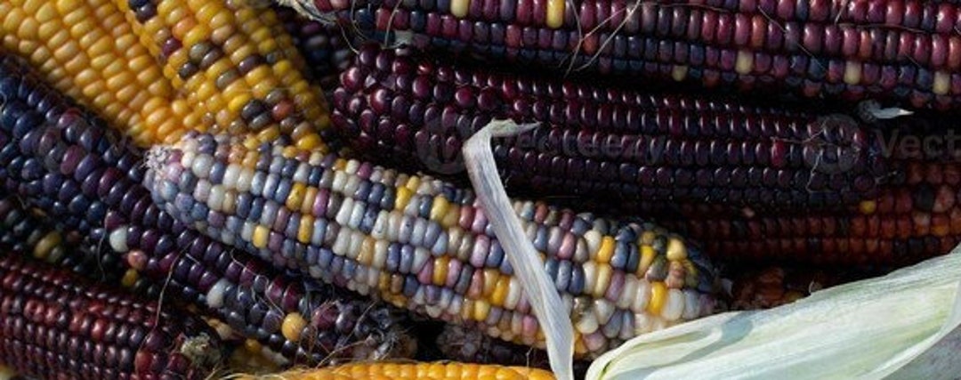 Rainbow Corn Seeds | Rare Vegetable Seeds | Glass Gem Corn Seeds ...