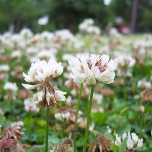 Clover Seeds Cover Crop - New Zealand Clover Ground Cover Seeds ...