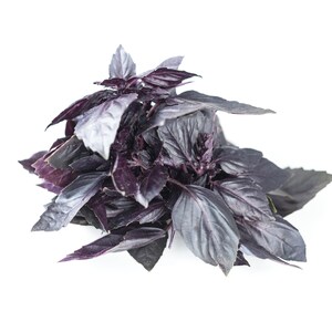 Purple Basil Seeds - Ocimum Basilicum - Organic Amethyst Basil Seeds ...