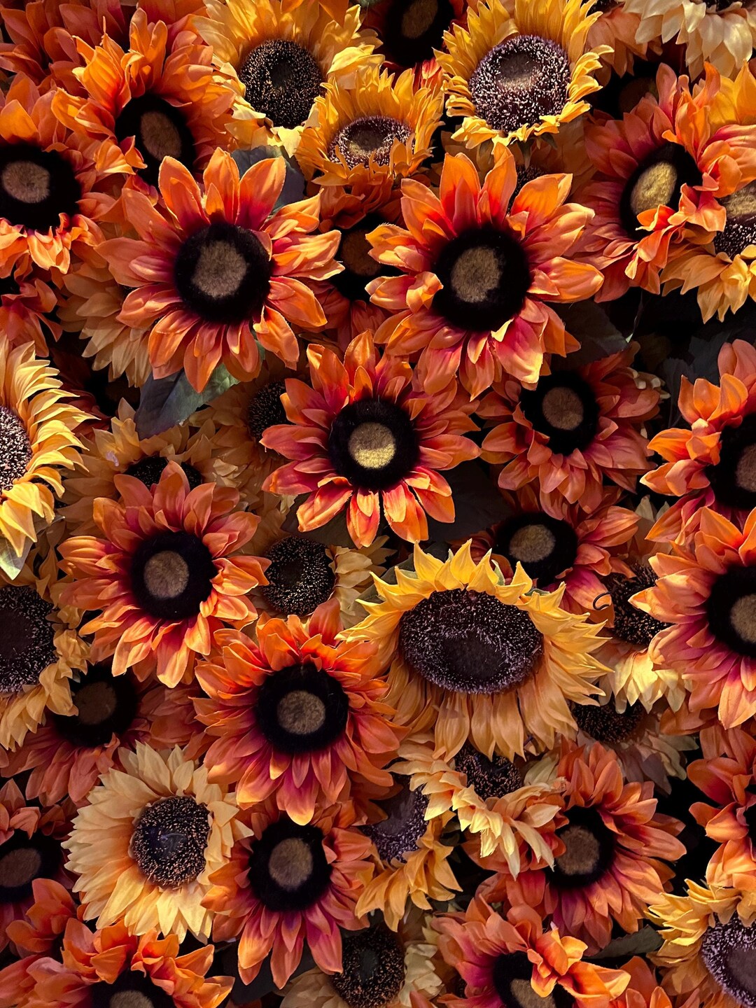 Sunflower Seeds- Autumn Beauty Sunflower Seeds-open Pollinated-non GMO ...